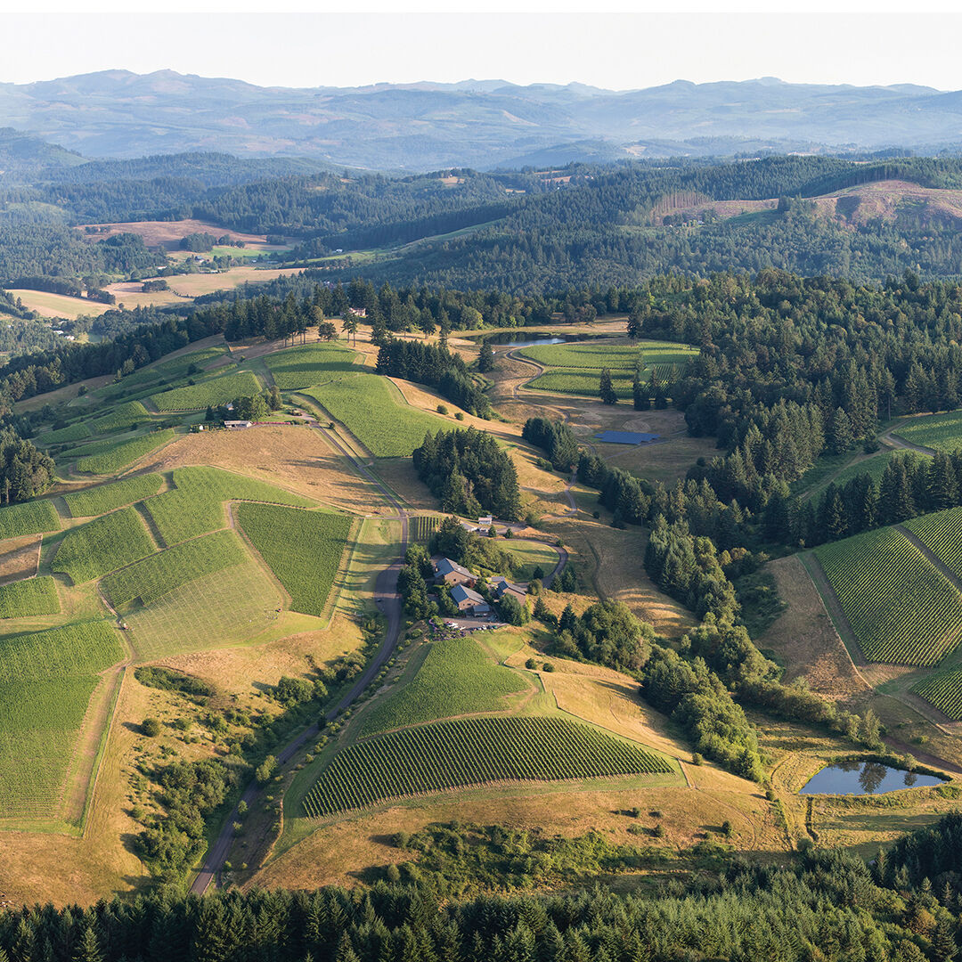 Willamette Valley Pinot Noir | WillaKenzie Estate