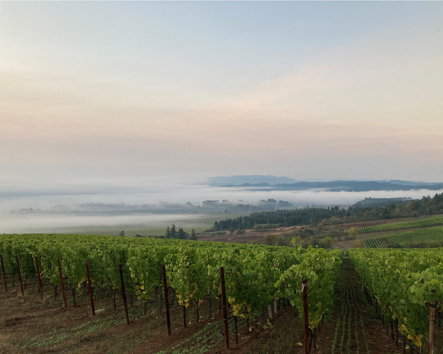 About Our Estate | WillaKenzie Estate